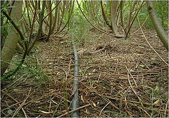 III Jornadas de biomasa para municipios: BIOMUN - Gestores de Residuos