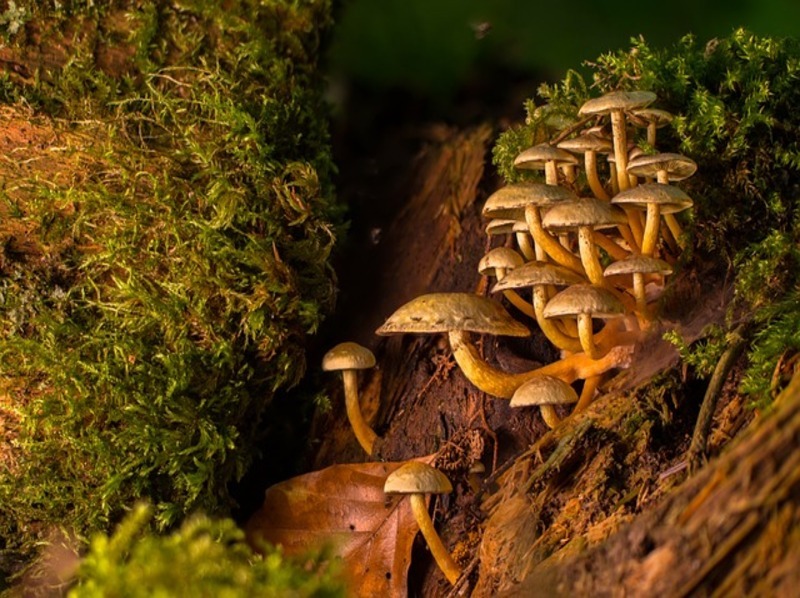 Hongos para luchar contra la basura plástica más difícil de degradar ...